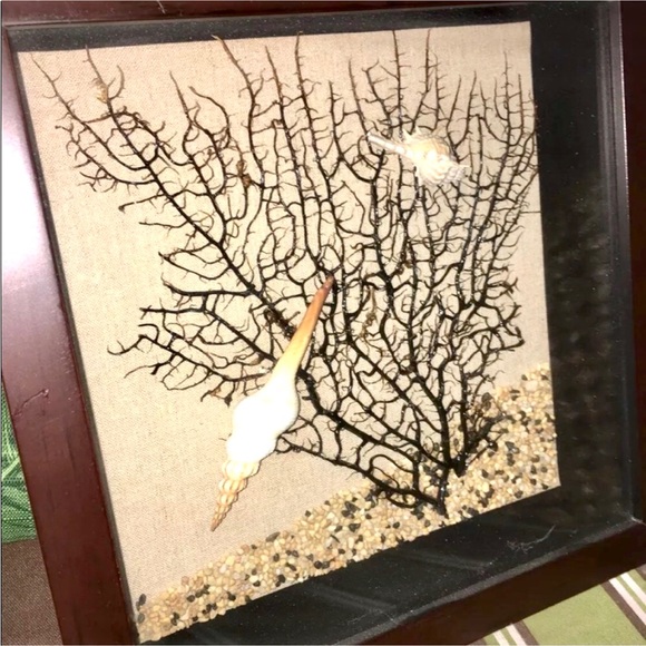 Accents | New Black Sea Fan Seashell River Rock Shadow Box Art | Poshmark